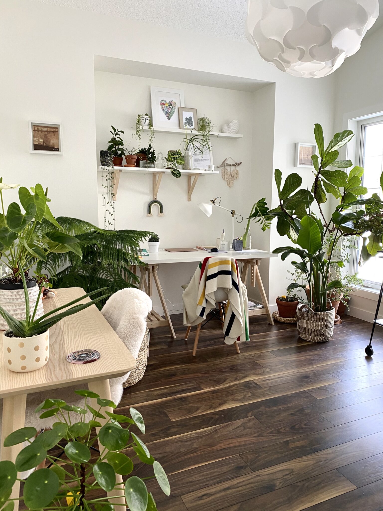 Home plant decor store